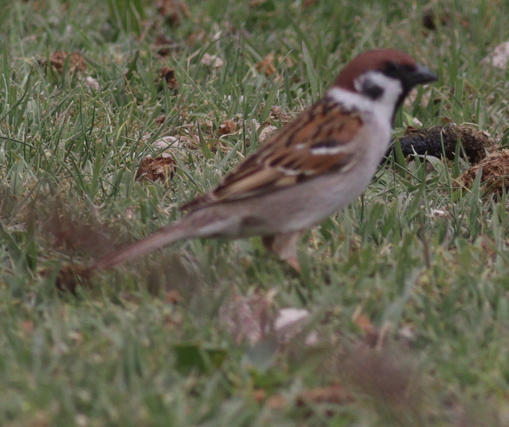 Eurasian Tree Sparrow from Yahyalı, Kayseri, Turkey on May 14, 2022 at ...