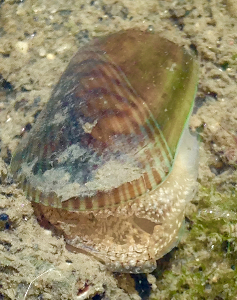 Asian Date Mussel on June 20, 2015 at 11:42 AM by Damon Tighe · iNaturalist