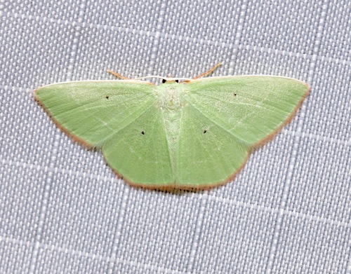 Nemoria extremaria · iNaturalist Mexico