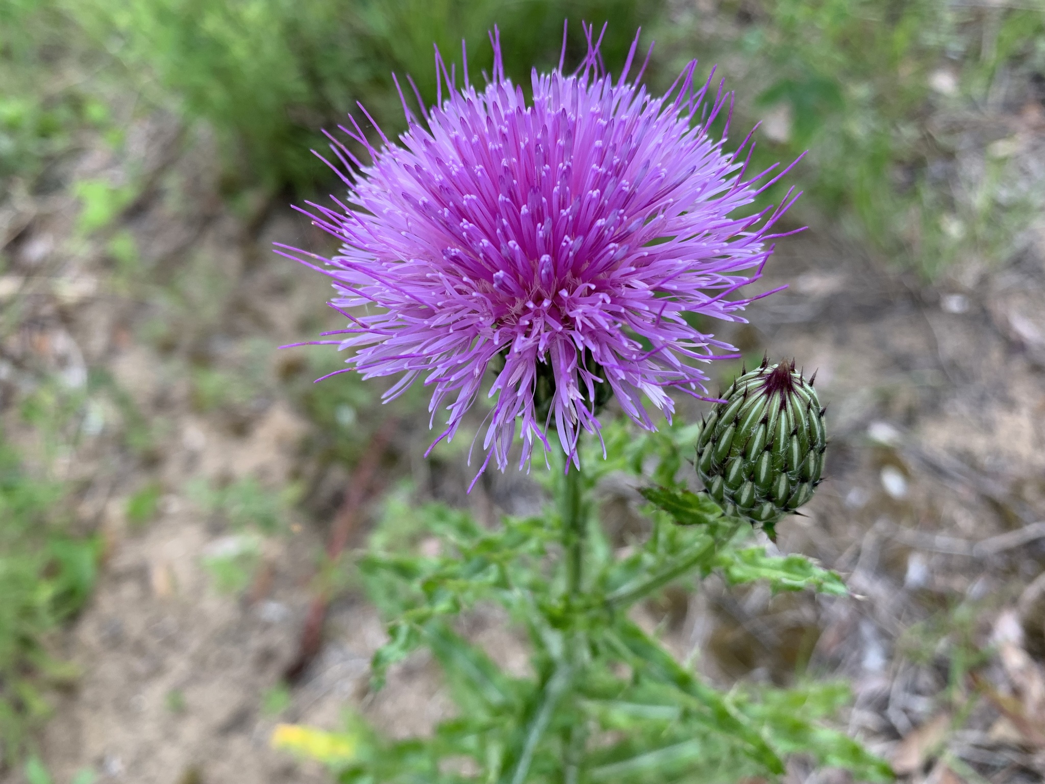 Cirsium repandum Michx.