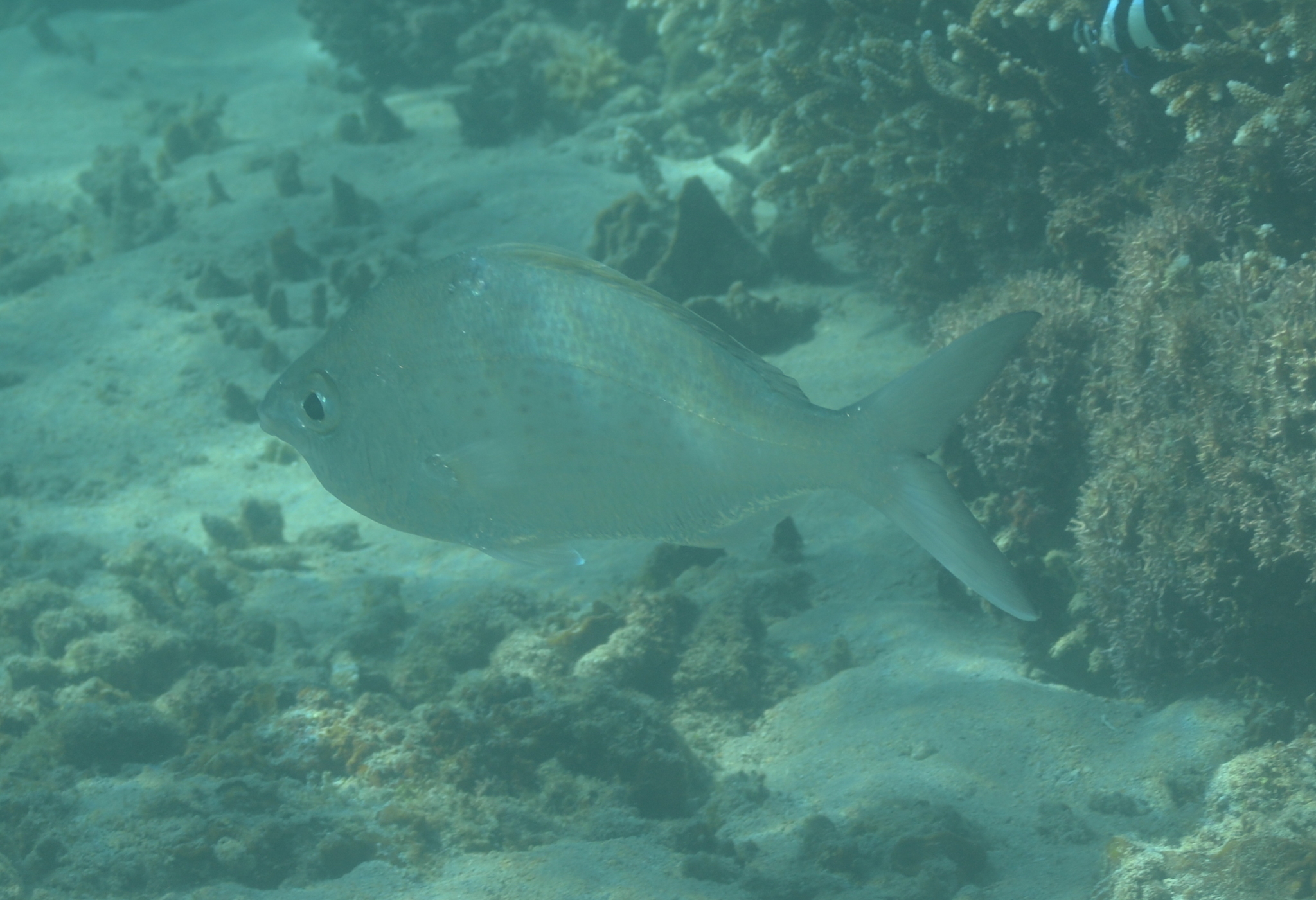 Gerres longirostris (Lacepède, 1801)