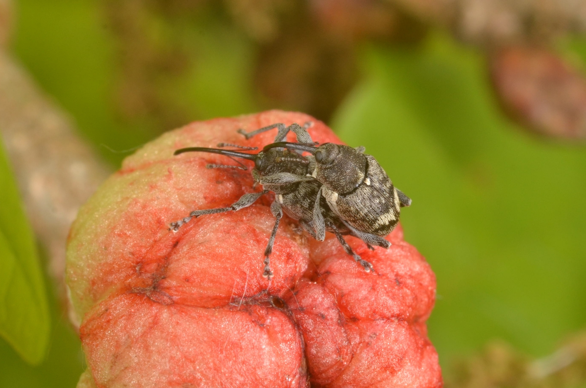 Curculio villosus J.C.Fabricius, 1781