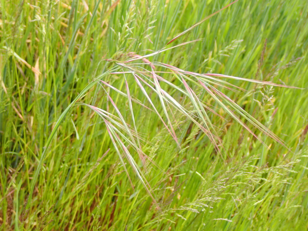 Ripgut brome (New Year, New Growth at Arastradero Preserve) · iNaturalist