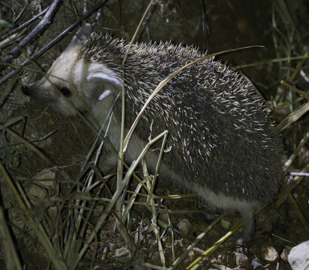 Long-eared Hedgehog from Birecik, Sanliurfa, Turkey on May 16, 2022 at ...