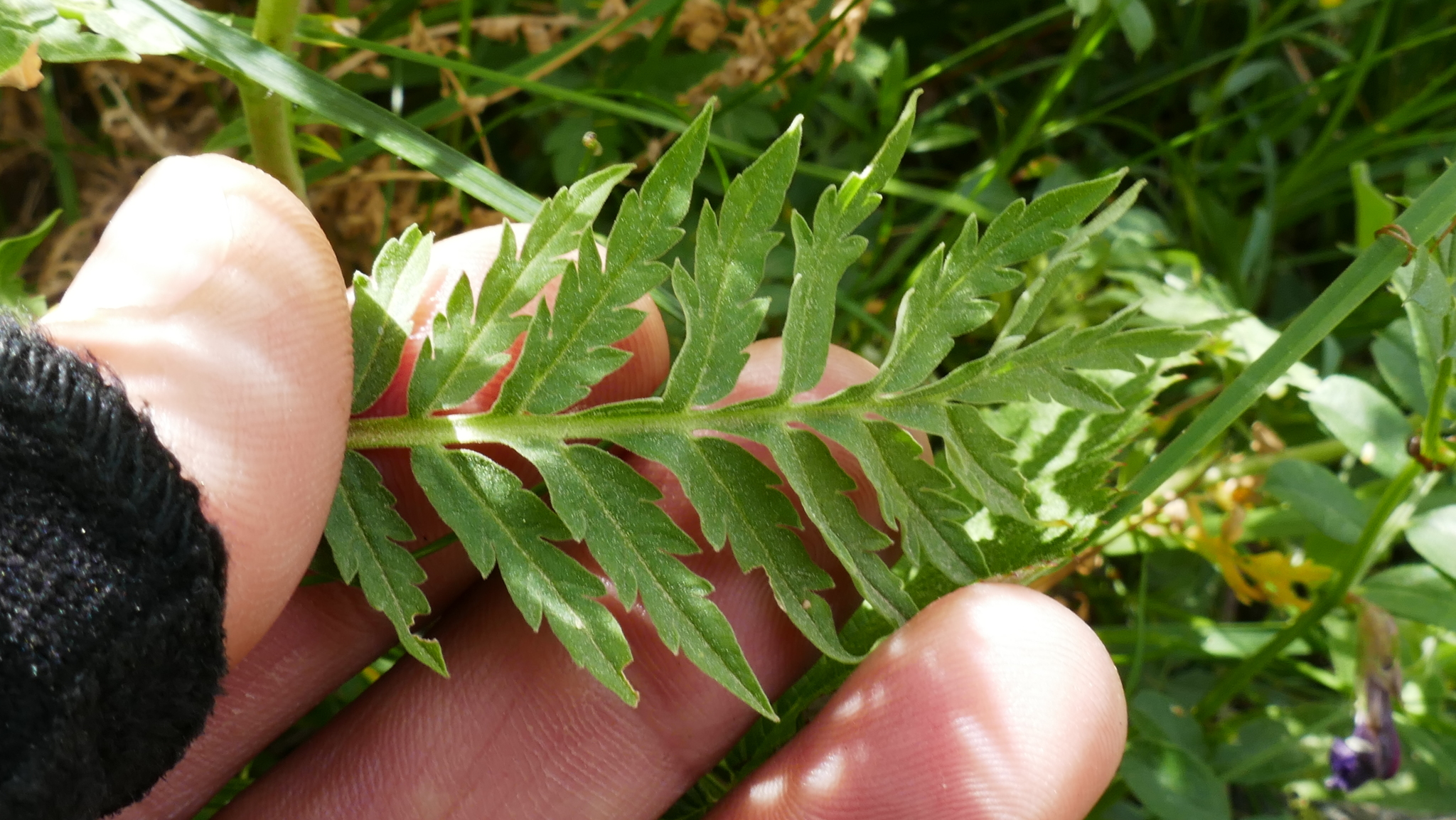 Descurainia tanacetifolia (L.) Prantl