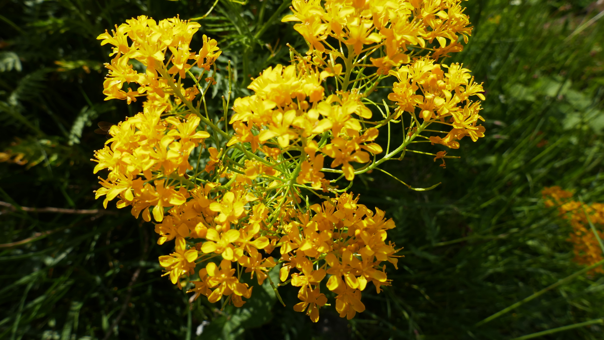 Descurainia tanacetifolia (L.) Prantl