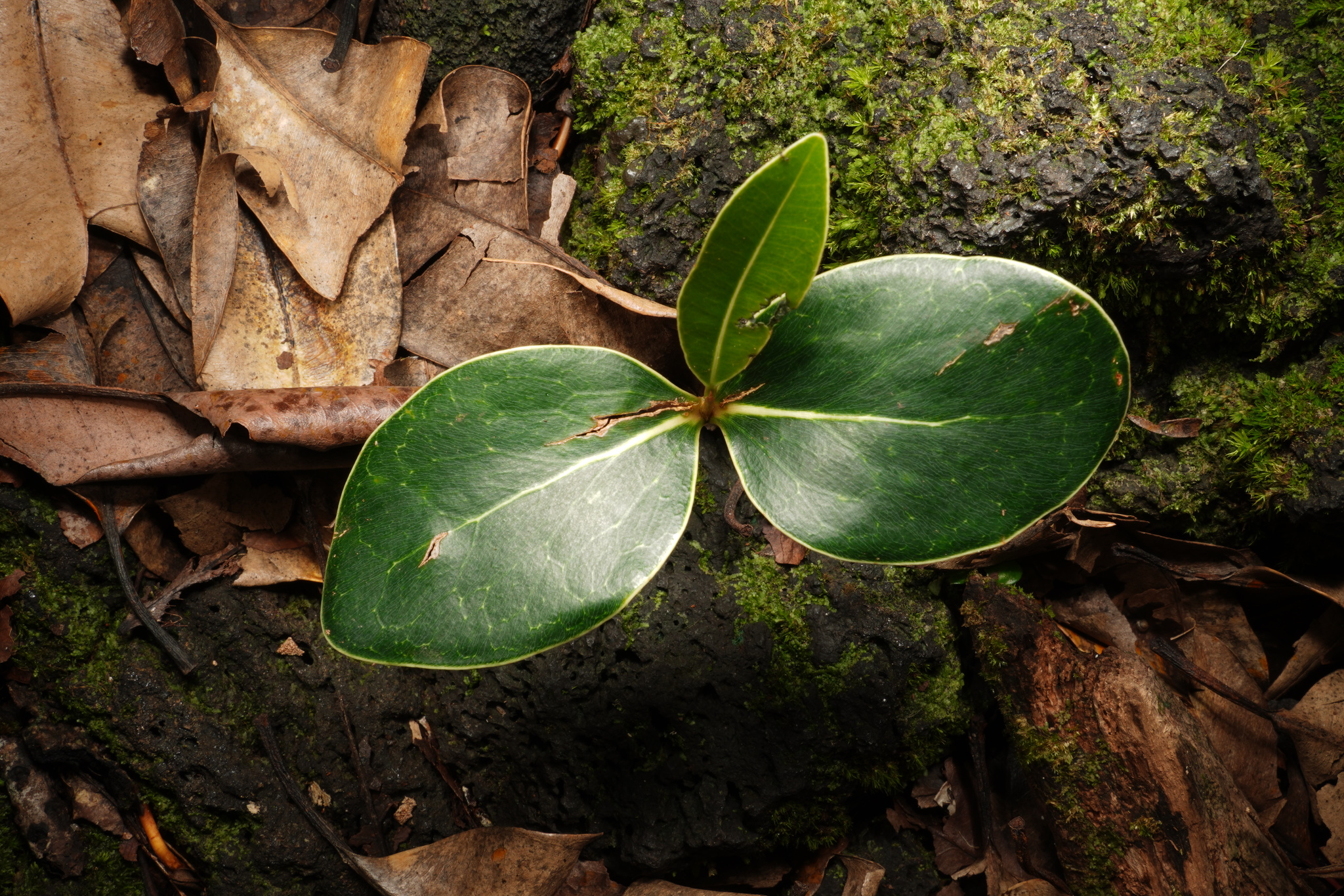Mimusops balata (Aubl.) C.F.Gaertn.
