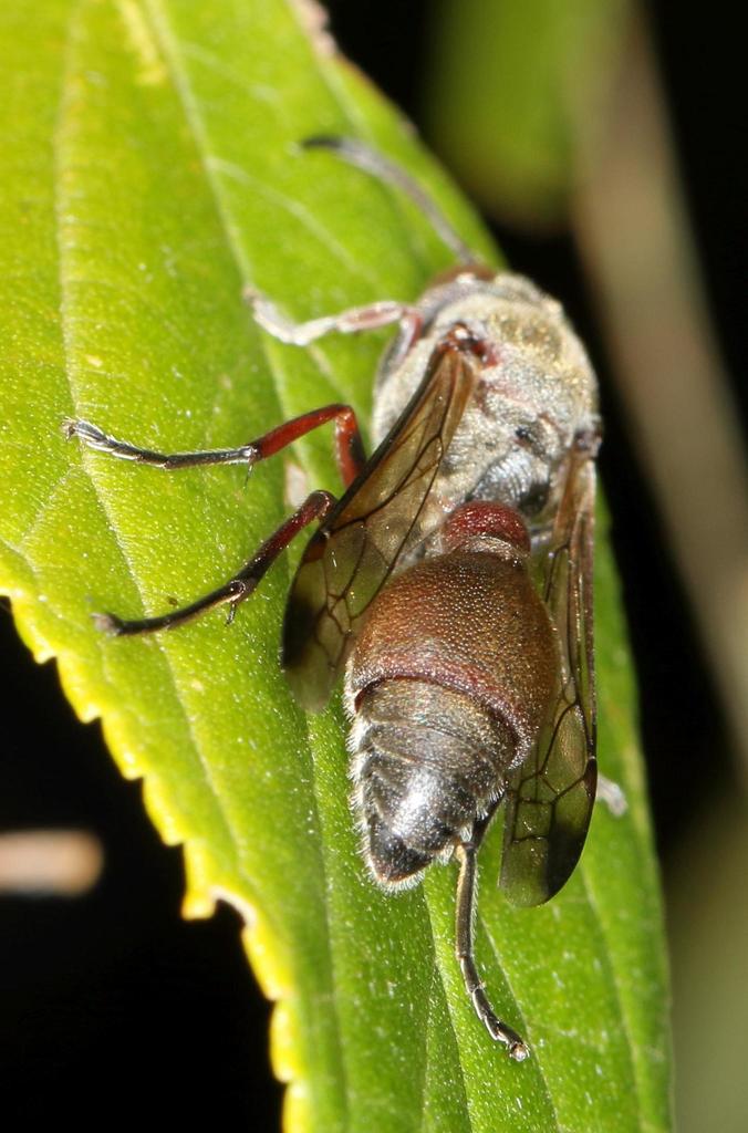 Small Paper Wasps (Hymenoptera of the British Indian Ocean Territory ...