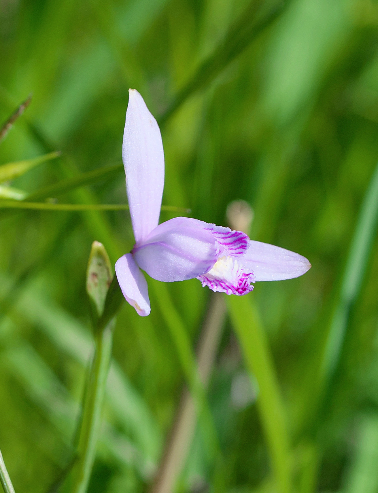 Pogonia japonica Rchb.f.