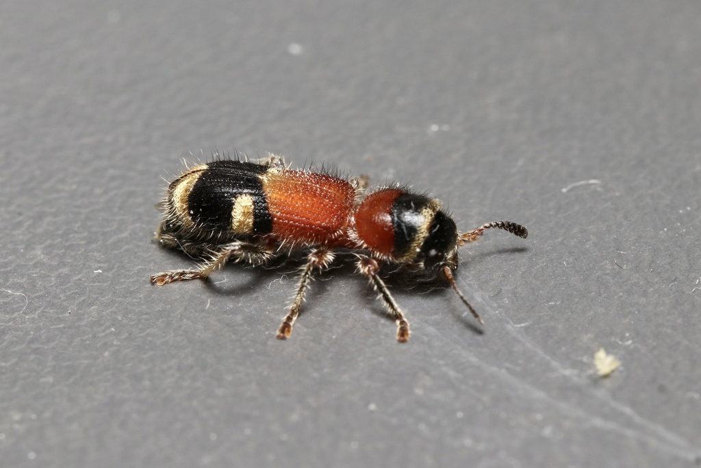 Tillicera cleroides from 苏铁三路, 深圳市, 广东省, CN on June 2, 2022 at 10:15 AM ...