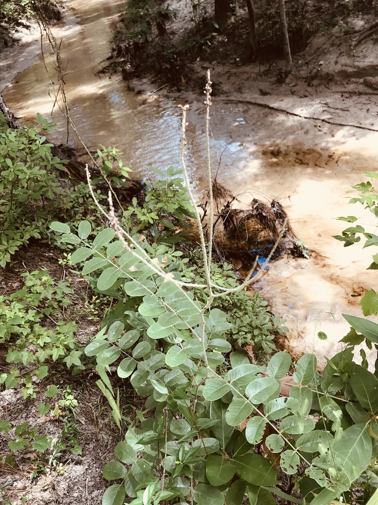 Panicled False Indigo (Amorpha paniculata) - Botanical Realm