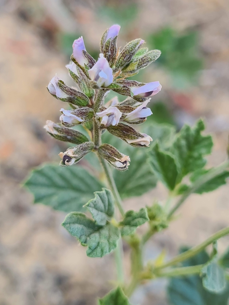 Scurfy-pea in May 2022 by Rosa Sánchez Muñoz · iNaturalist