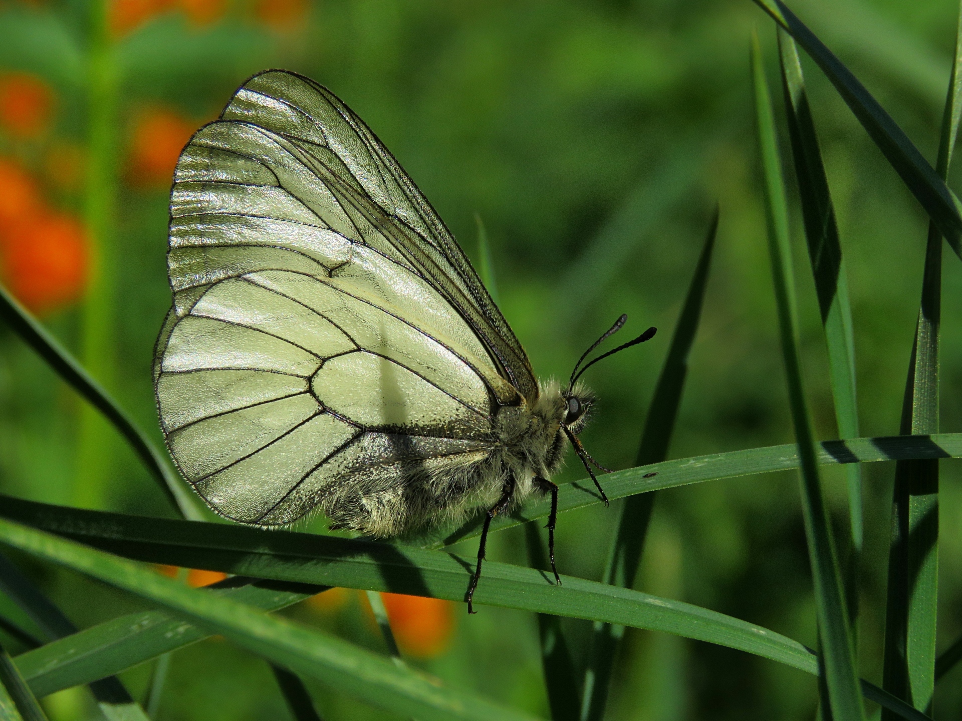 Parnassius stubbendorfii Ménétriés, 1849