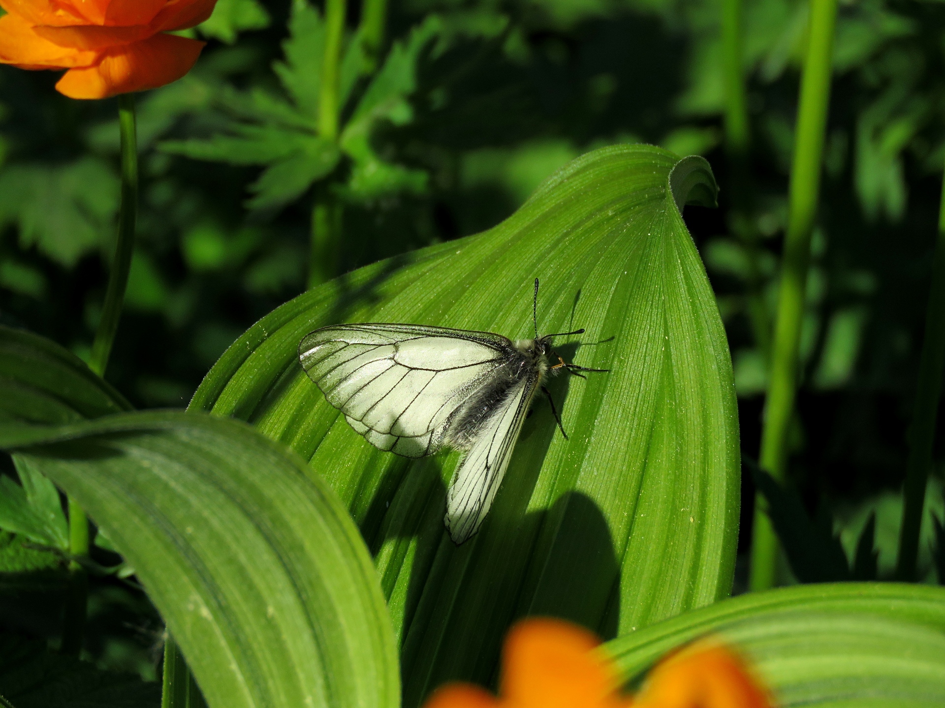 Parnassius stubbendorfii Ménétriés, 1849