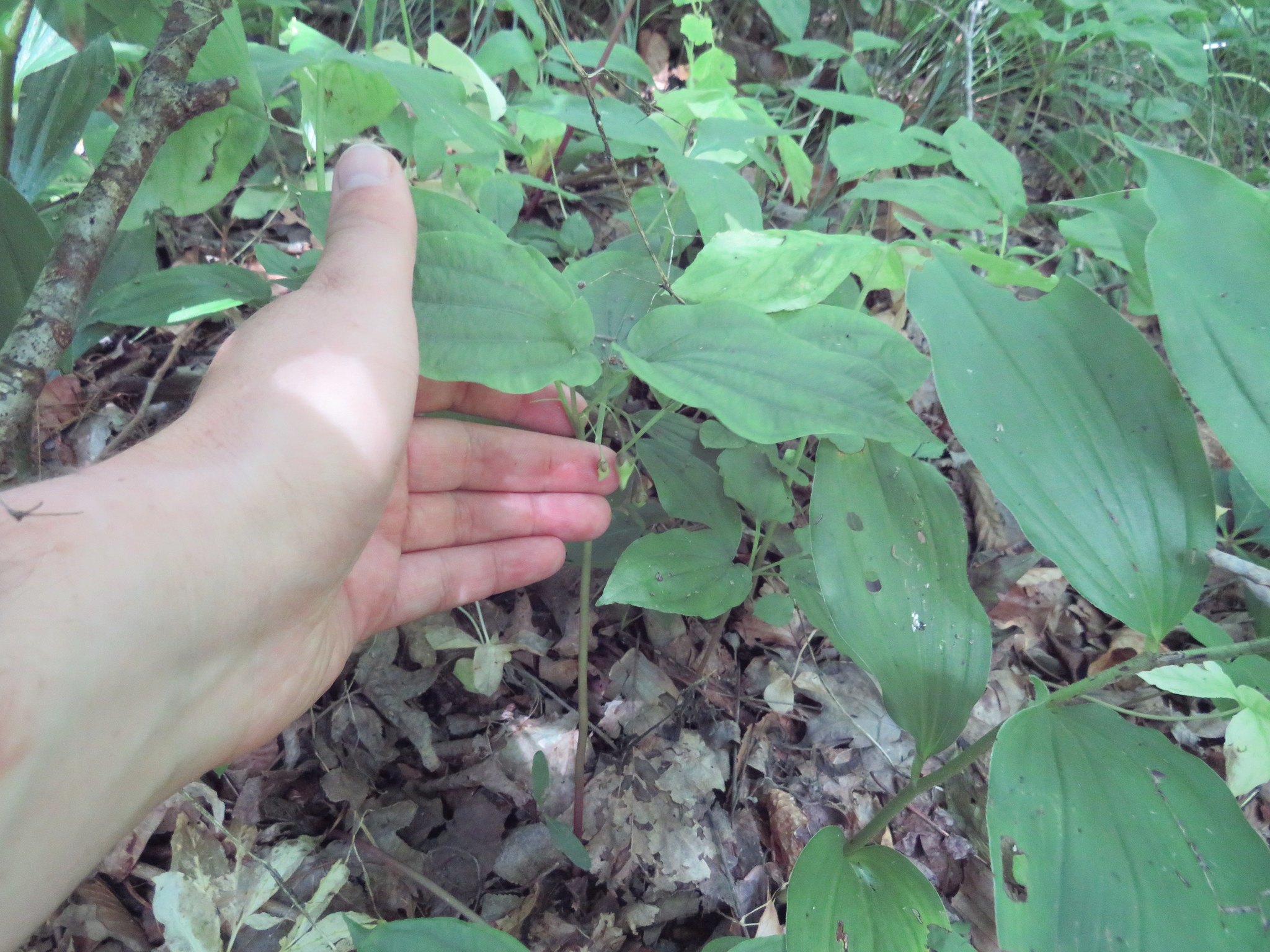 Croomia pauciflora (Nutt.) Torr.
