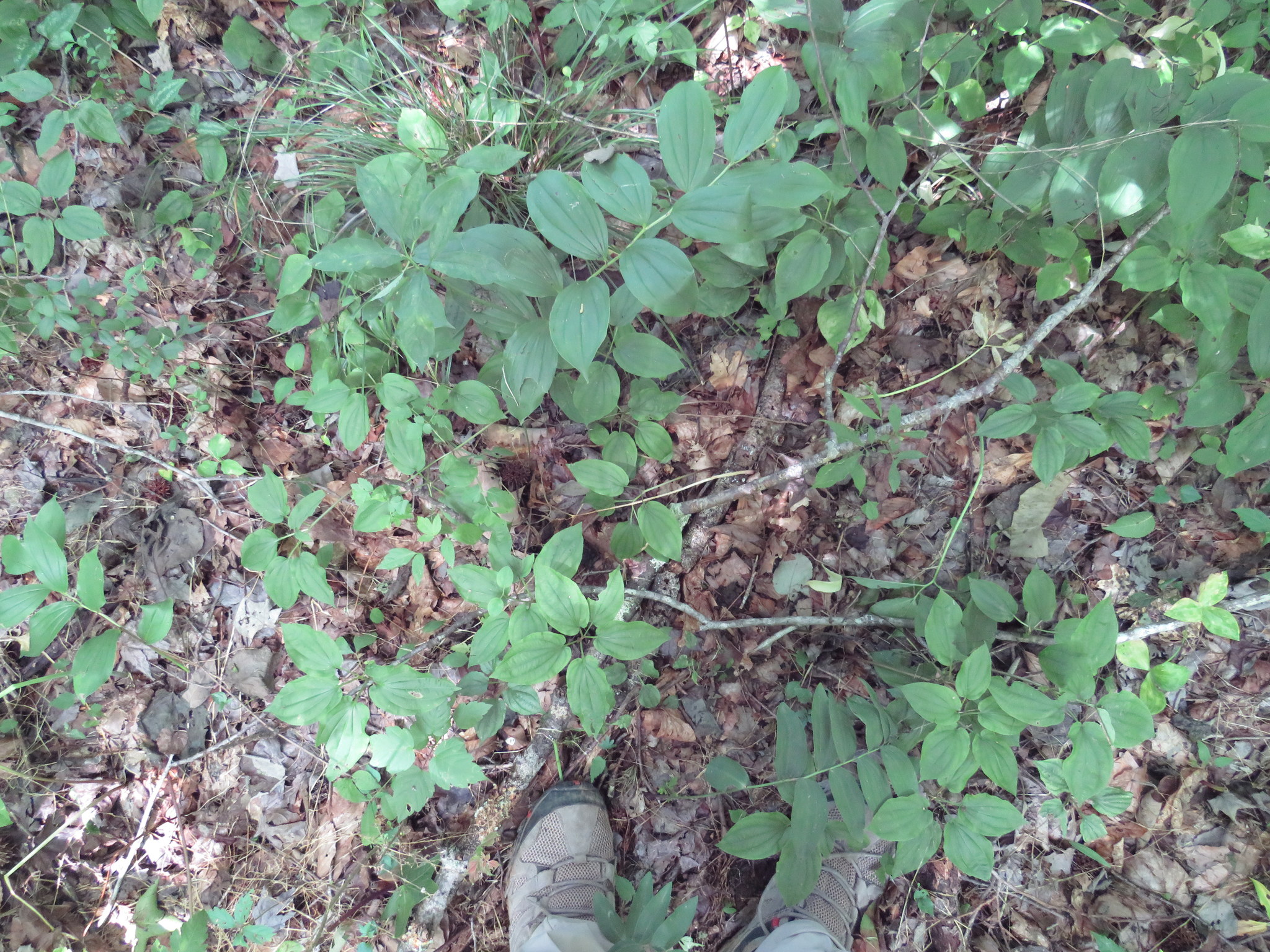 Croomia pauciflora (Nutt.) Torr.