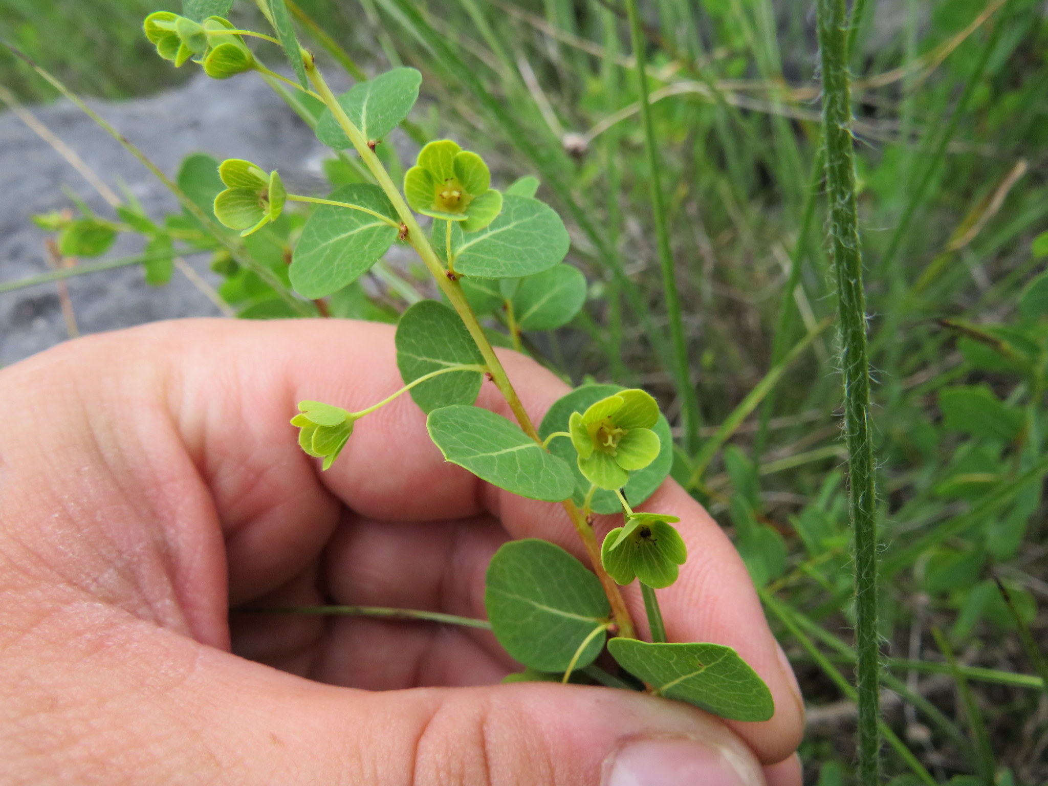 Phyllanthopsis phyllanthoides (Nutt.) Voronts. & Petra Hoffm.
