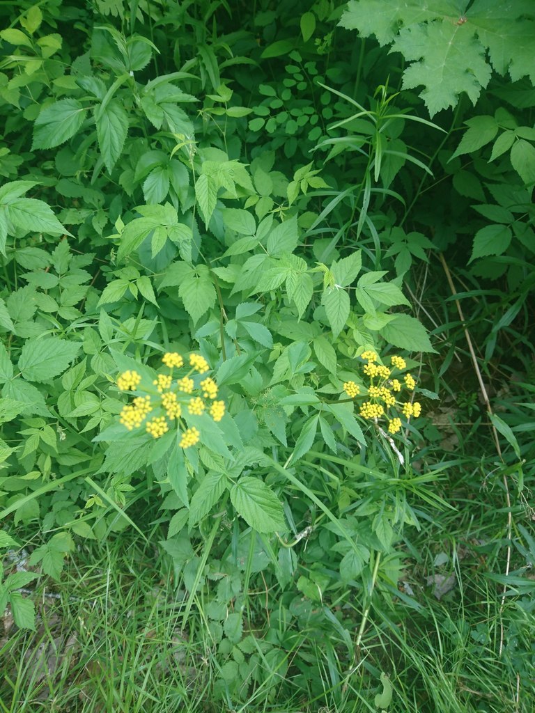 golden Alexanders from Fredericton, NB, Canada on June 24, 2018 at 04: ...