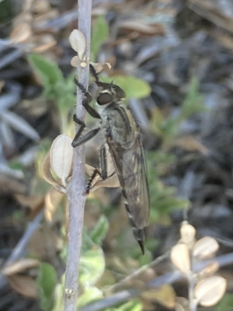 Asilinae from Lesbos, Mitilini, Lesbos, GR on June 02, 2022 at 04:14 PM ...