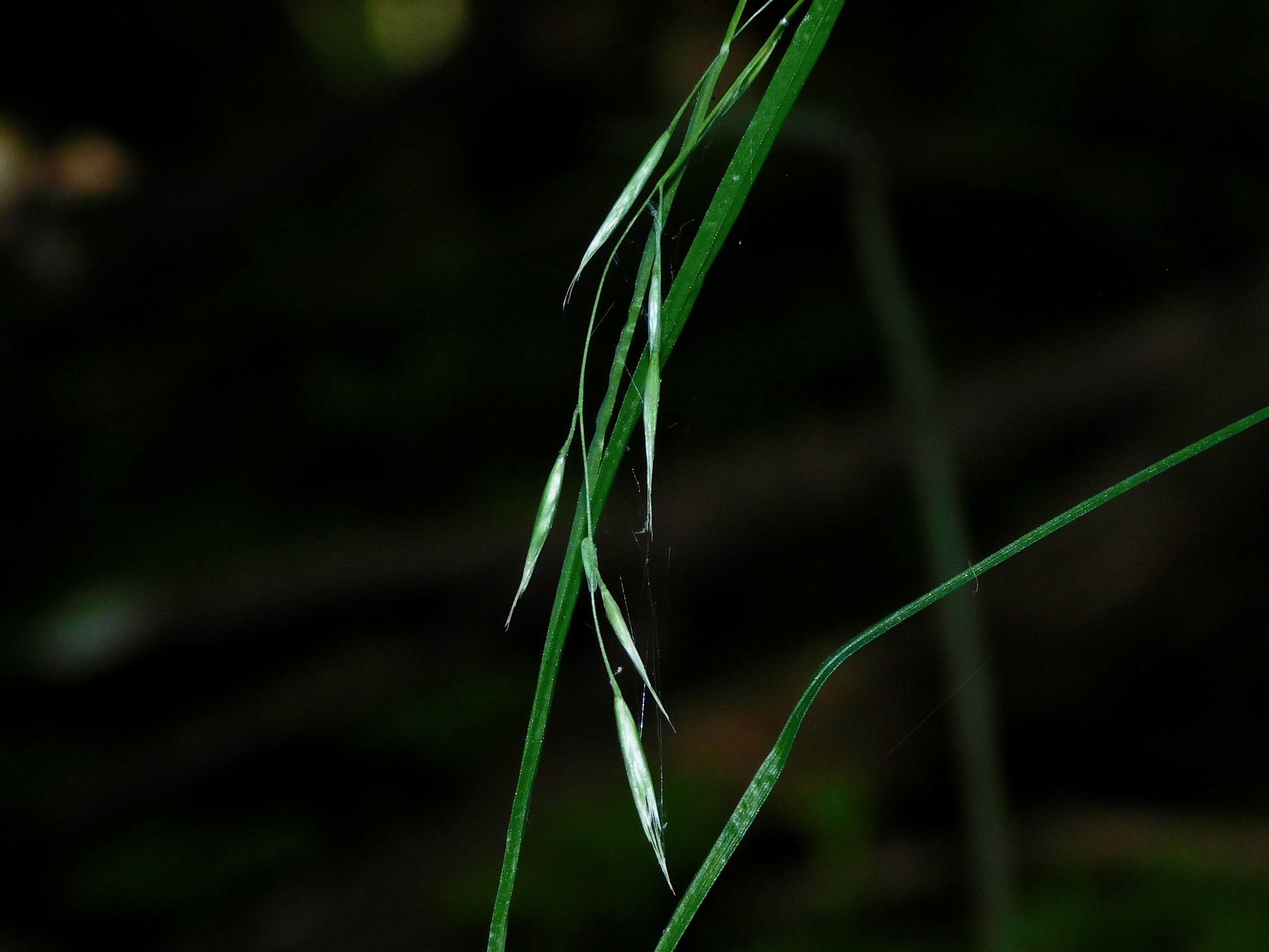 Danthonia compressa Austin