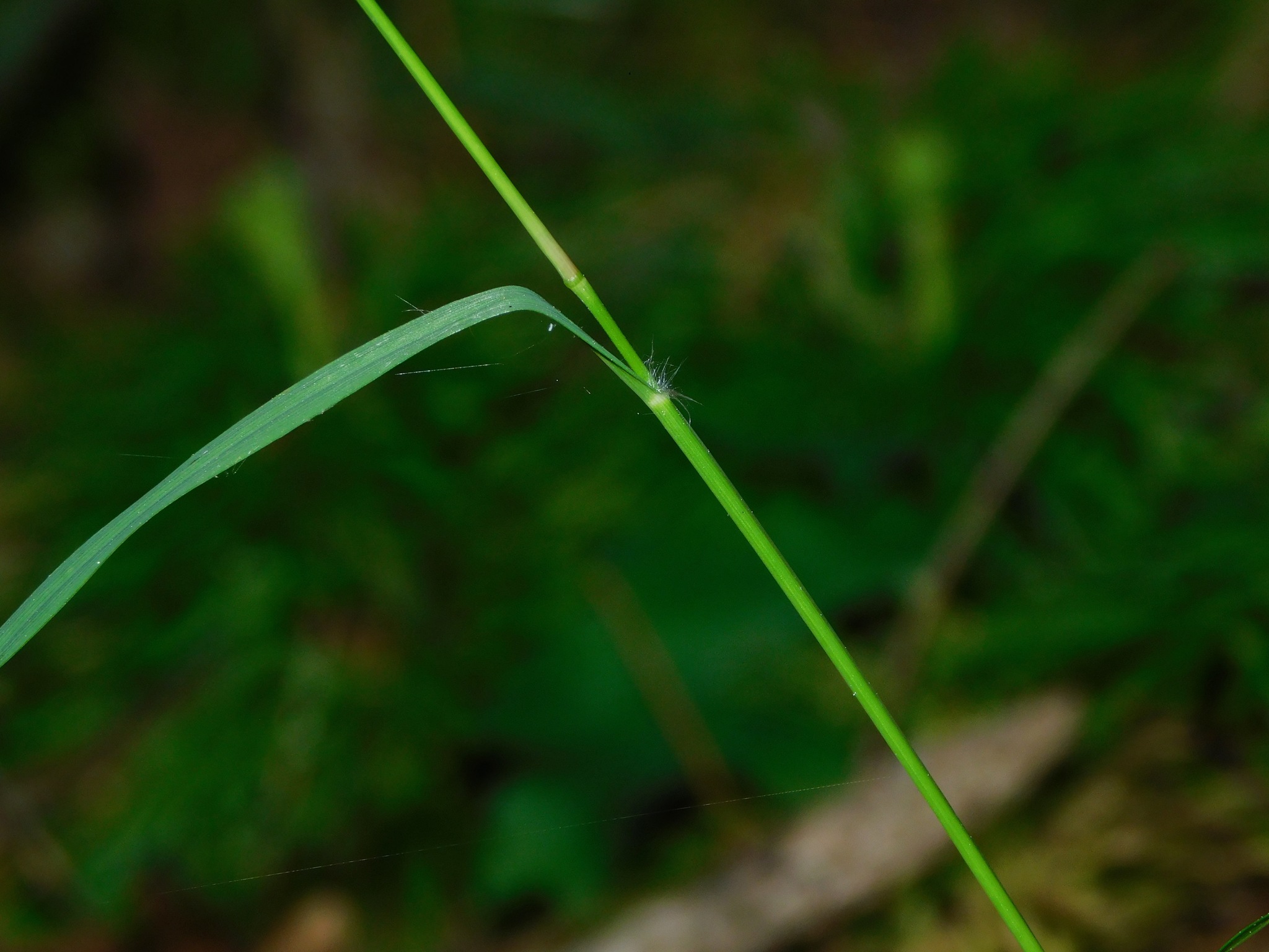 Danthonia compressa Austin