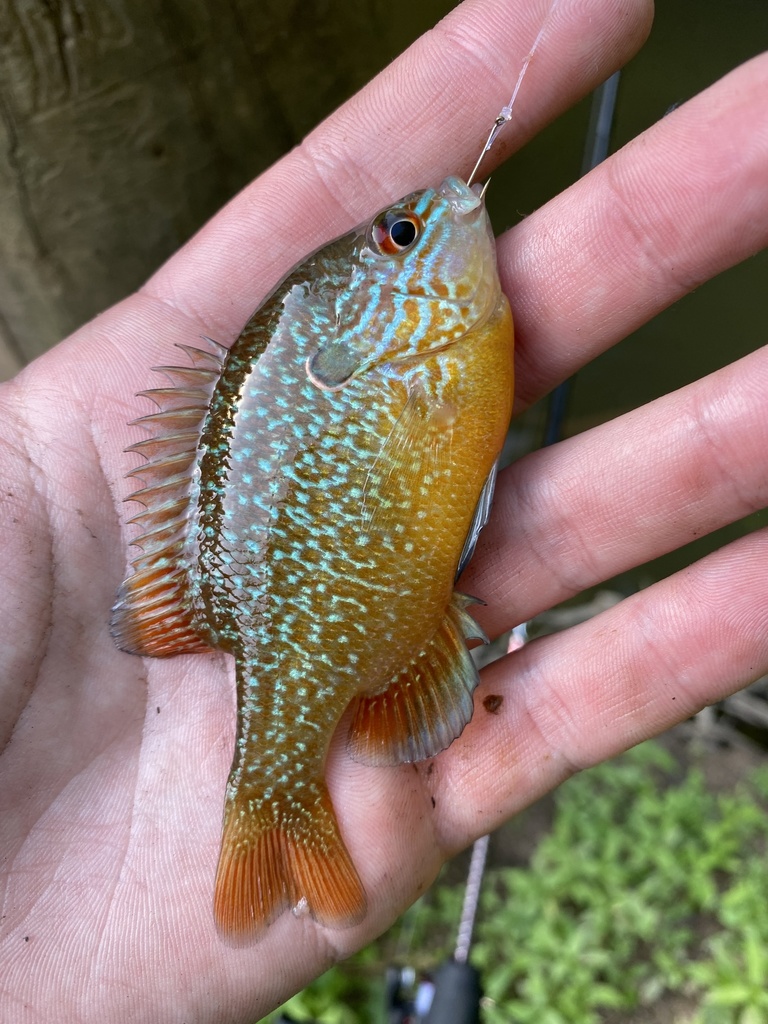 Longear Sunfish in June 2022 by Cole Tiemann. Gorgeous, first east ...