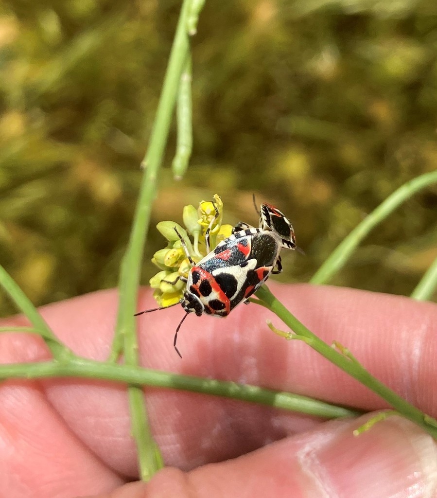 red cabbage bug from Ifran, Morocco on May 20, 2022 at 03:36 PM by ...