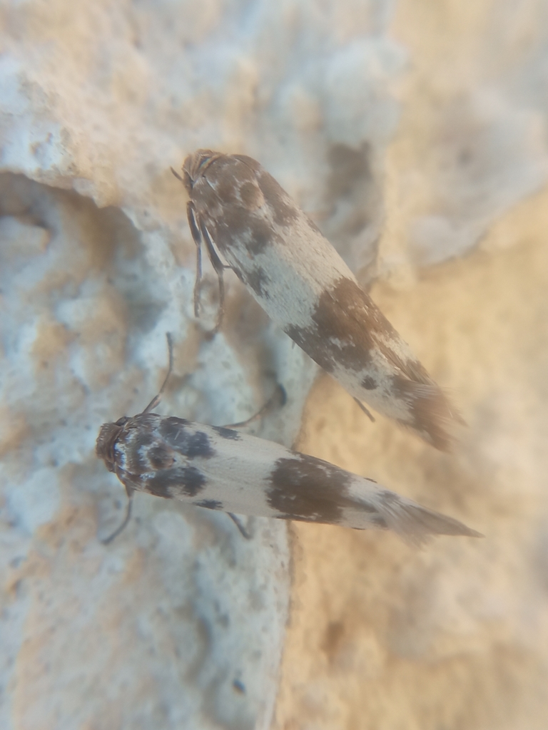 Spotted-seal enolmis moth from La Frette on June 2, 2022 at 05:51 PM by ...