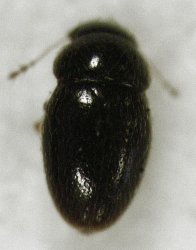 Ptenidium pusillum · iNaturalist