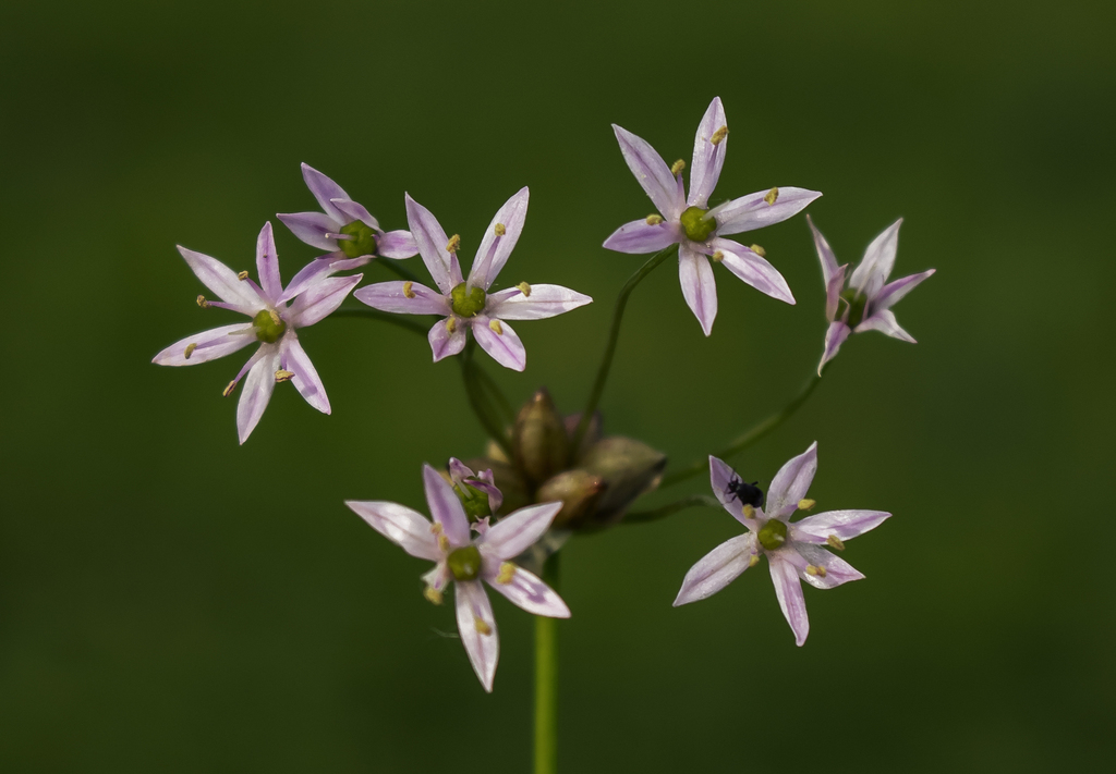 Canadian Meadow garlic (Prairie D'anne) · iNaturalist
