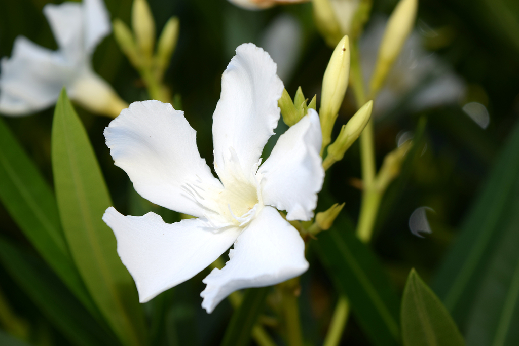 Oleander (Ontario's Poisonous/Toxic Plants & Animals) · iNaturalist