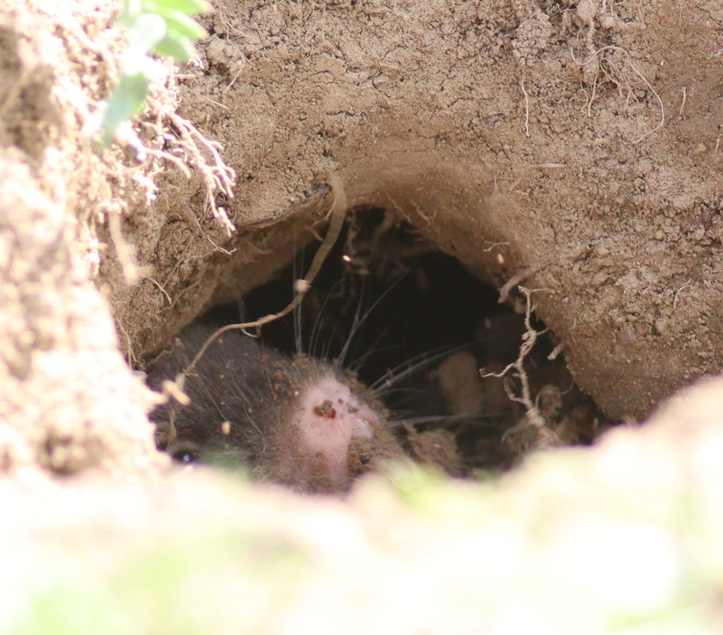 Mountain Mole Vole from Gürpınar, Van, Turkey on May 20, 2022 at 01:44 ...