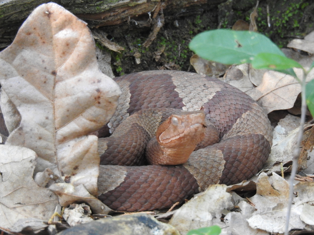 Broad-banded Copperhead from Bastrop County, TX, USA on June 02, 2022 at 07:26 AM by Kathy ...