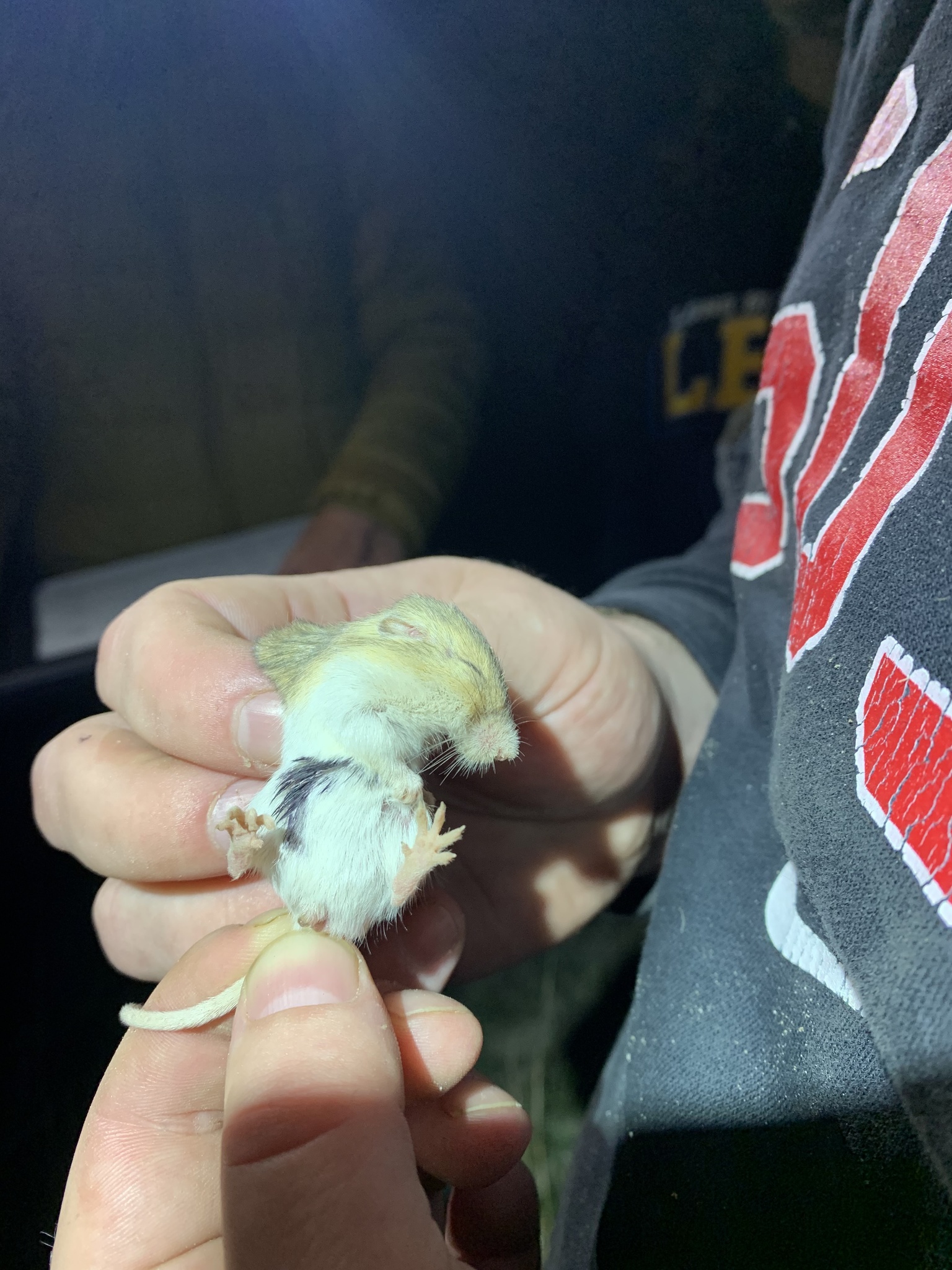 Perognathus flavescens Merriam, 1889