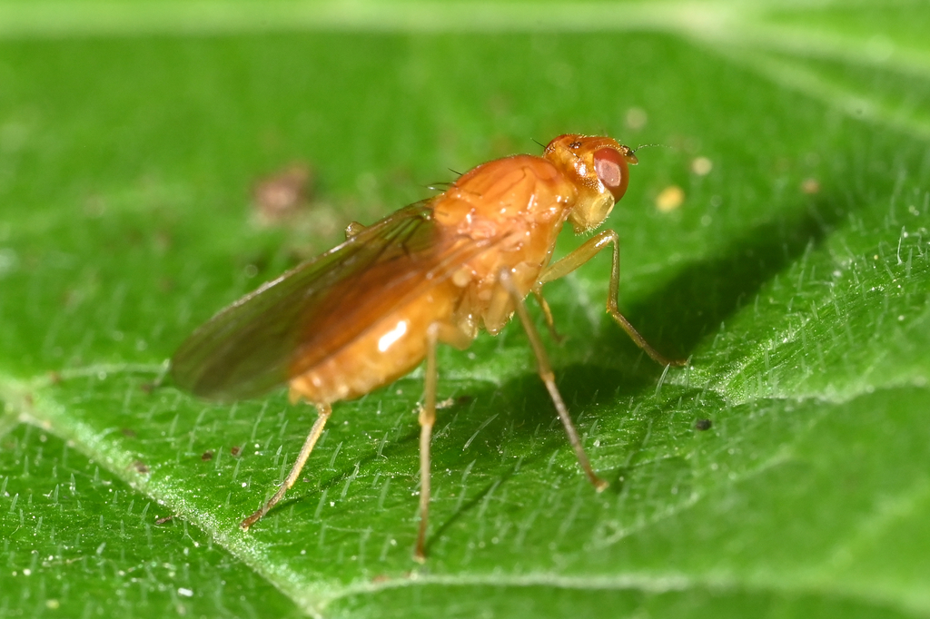 Psila fimetaria from Leicestershire, UK on June 02, 2022 at 01:28 PM by ...