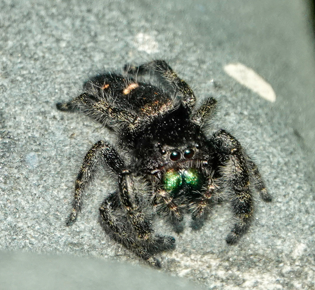 Bold Jumping Spider from Near South Side, Chicago, IL, USA on June 1 ...