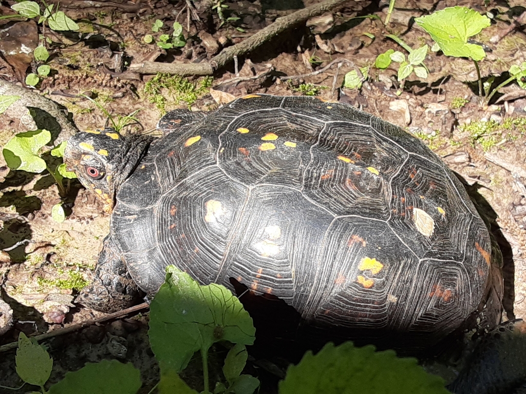 Common Box Turtle in May 2022 by lydpul · iNaturalist
