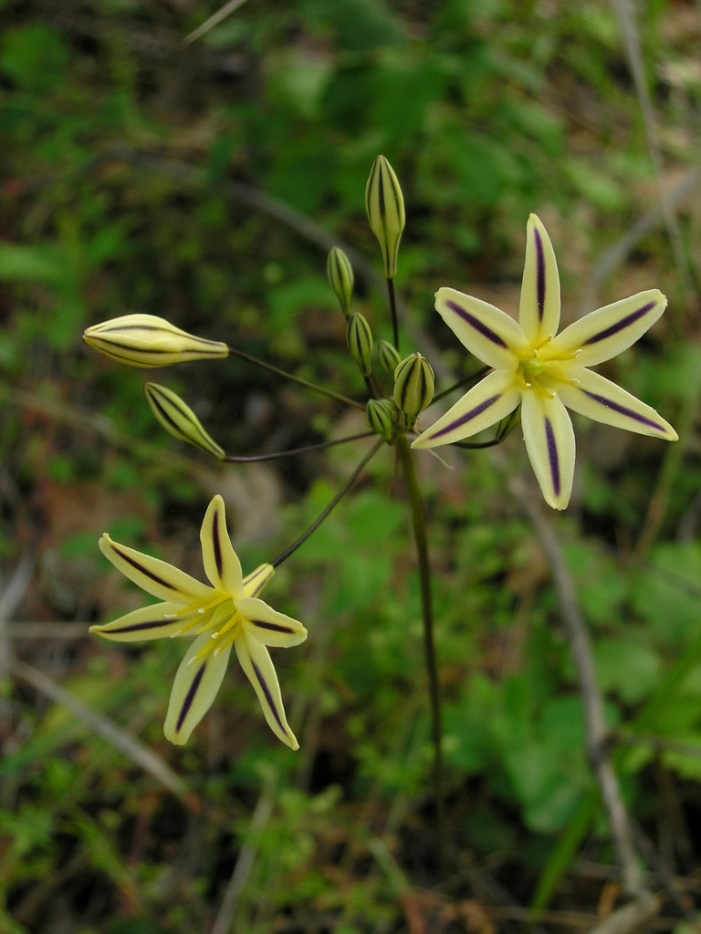 golden brodiaea (Plants of Gavilan College) · iNaturalist