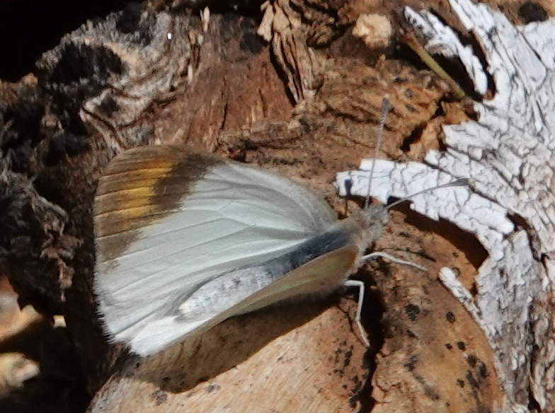 Teracolus subfasciatus Swainson, 1833