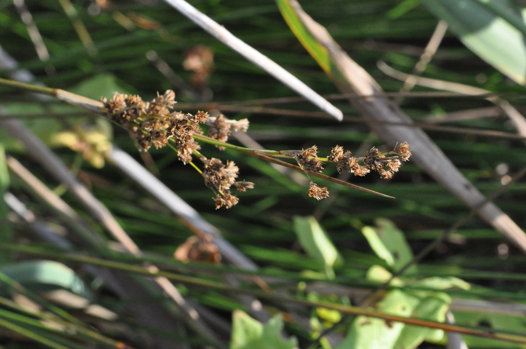 Juncus from Elba, Province of Livorno, Italy on August 23, 2021 at 02: ...