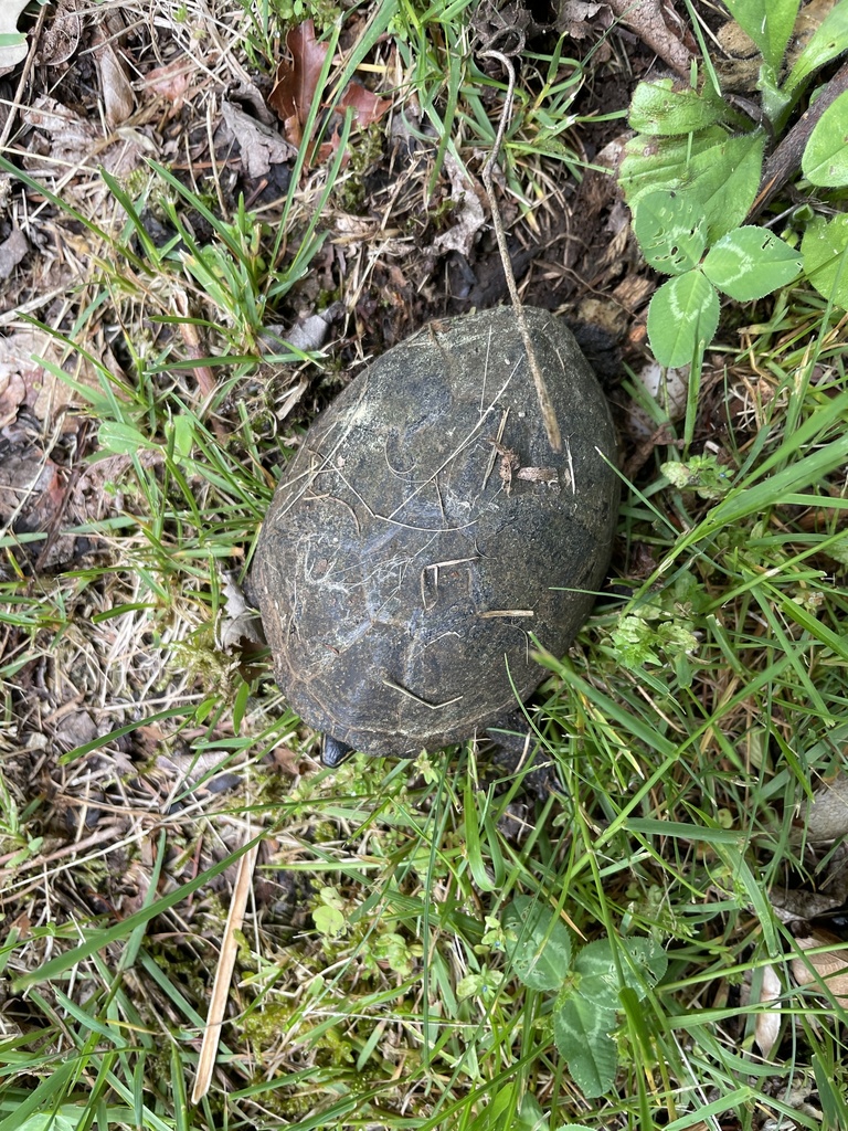 Eastern Musk Turtle from Stewart Point Rd, Nassau, NY, US on June 02 ...