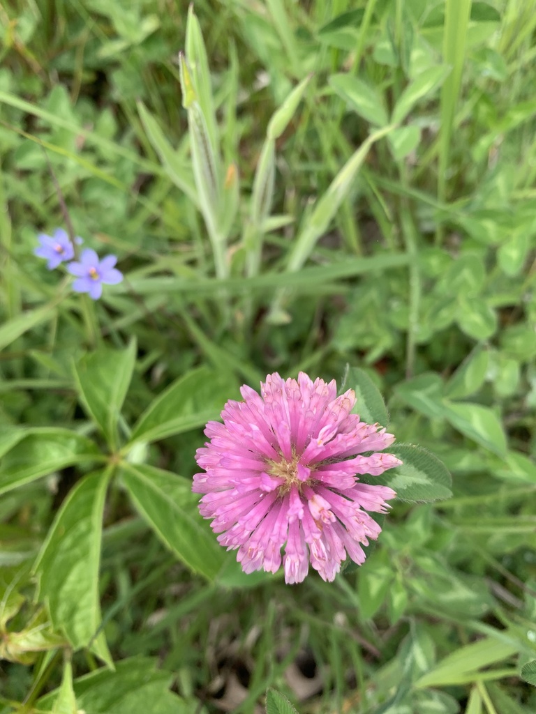 Red Clover from Cape Cod National Seashore, Barnstable County, US-MA ...