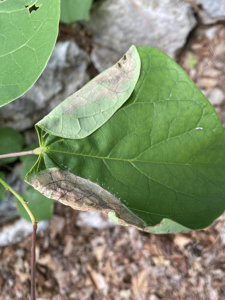 Redbud Leaffolder Moth from David Fort Rd, Argyle, TX, US on June 2 ...