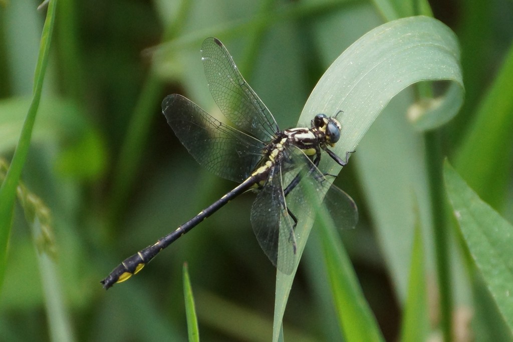 Rapids Clubtail from Watauga County, NC, USA on June 2, 2022 at 03:02 ...