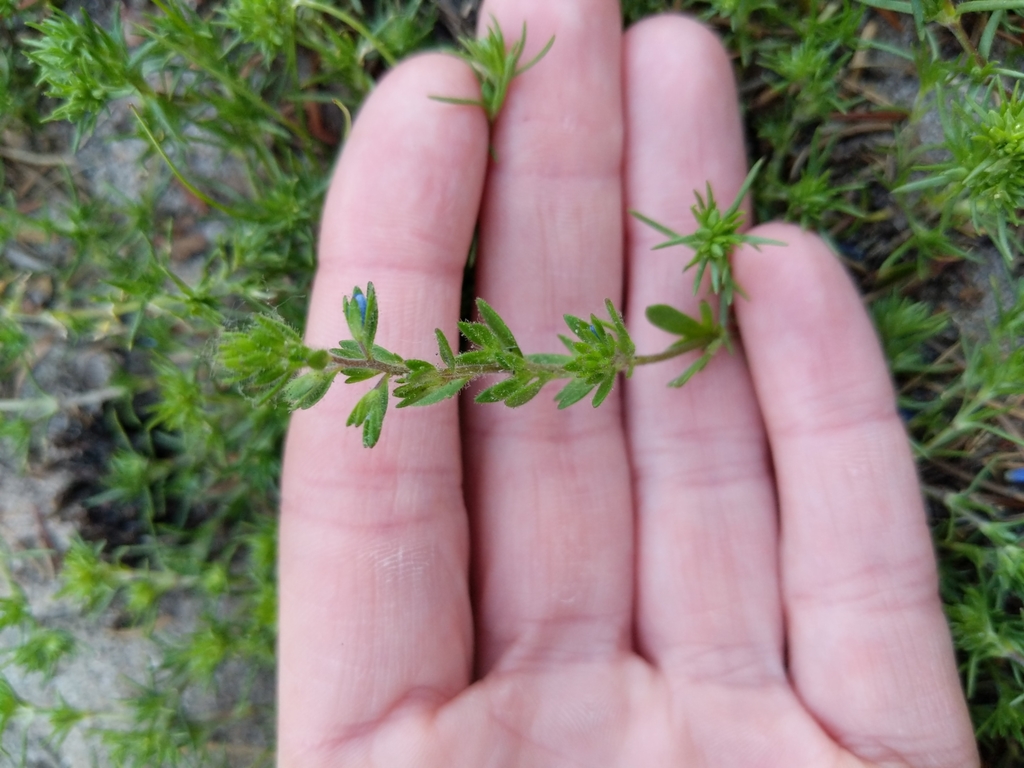 Spring Speedwell from Batchawana Bay, ON P0S 1A0, Canada on June 1 ...