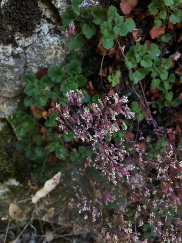 Urn-flowered Alumroot from Angeles National Forest, Sierra Madre, CA ...