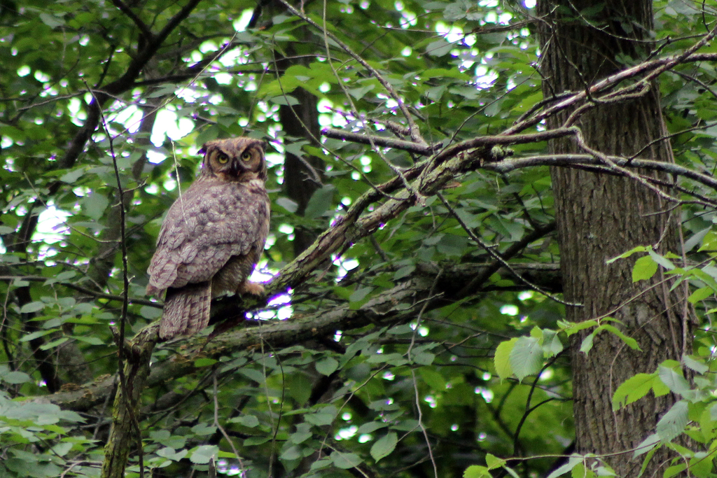 Great Horned Owl from 1118 Point Pelee Dr, Leamington, ON N8H 3V4 ...
