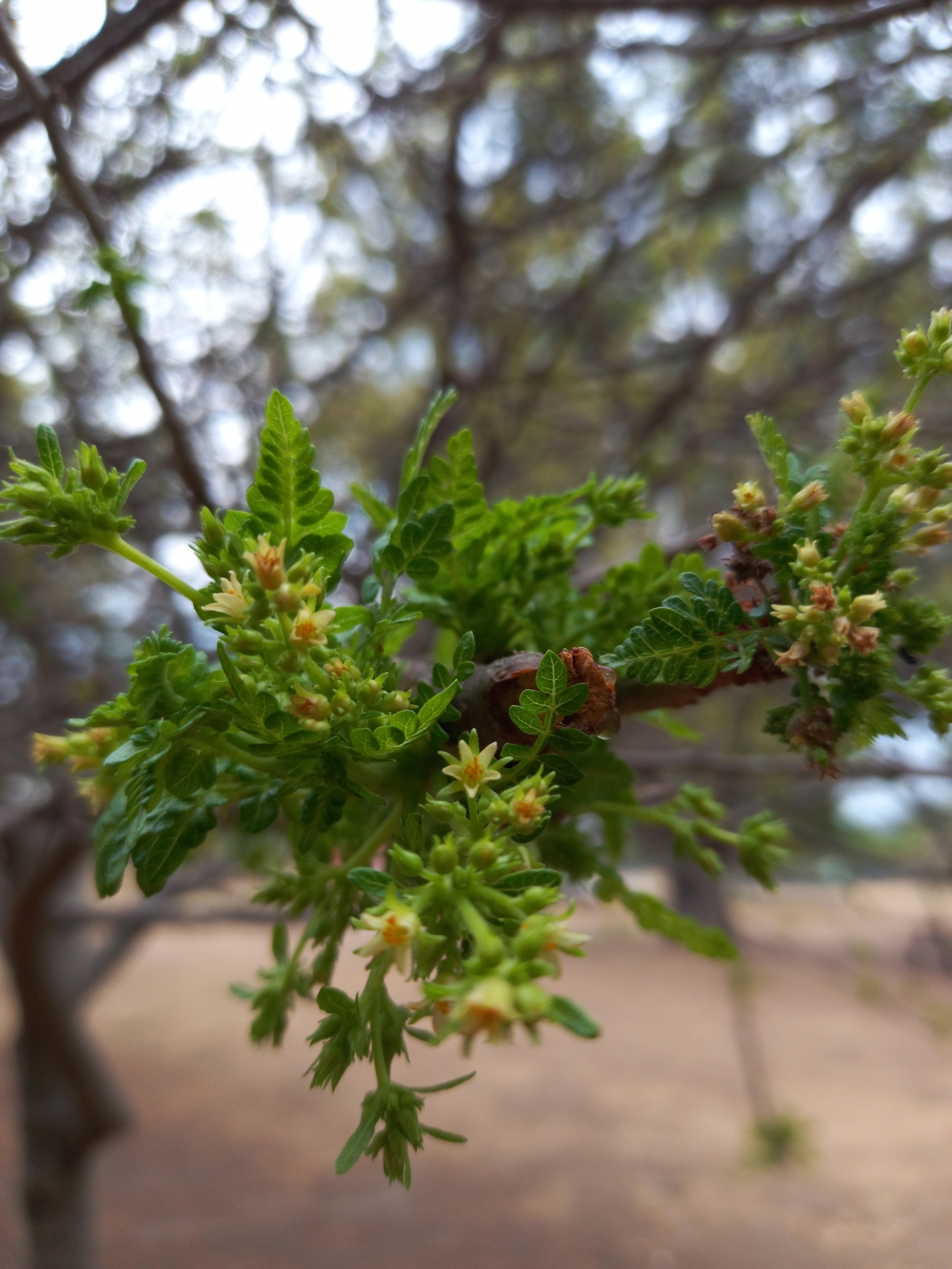 Bursera bipinnata (Moc. & Sessé ex DC.) Engl.