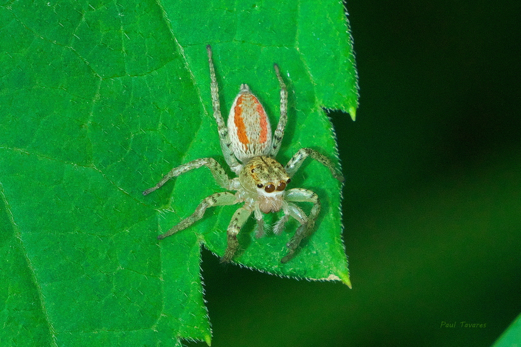 Dimorphic Jumping Spider from Cootes Paradise, Hamilton, ON, Canada on ...