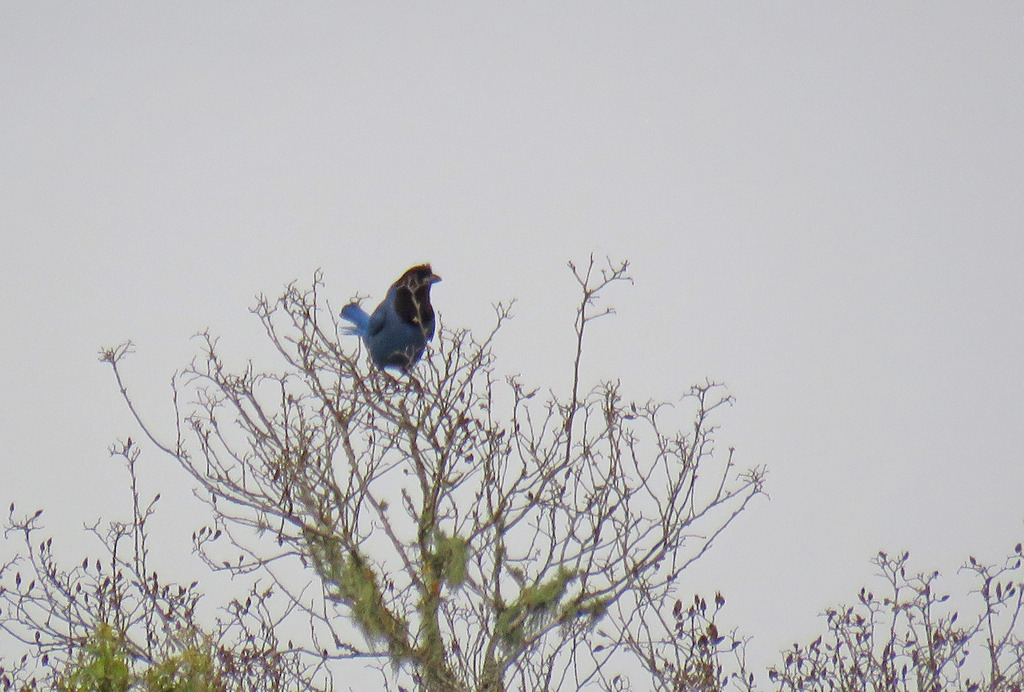 Azure Jay in October 2020 by Adrian Antunez · iNaturalist